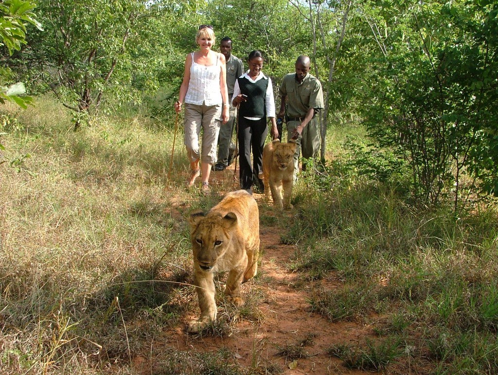 Promenez vous avec des lions à Dakar